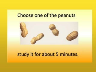 Peanut activity | PPTX