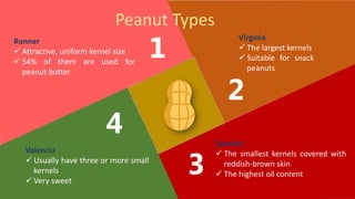 Peanut Butter Process and Fun Facts | PDF