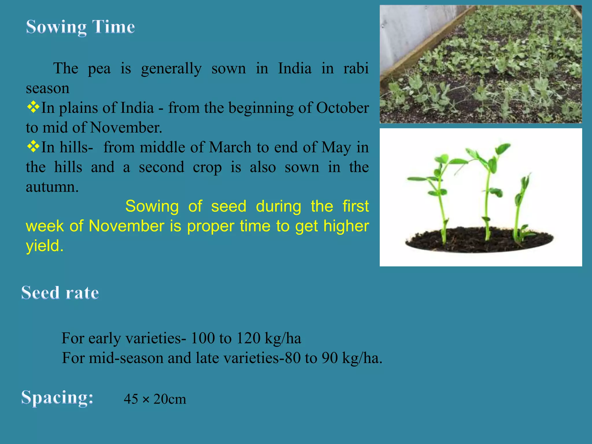 Cultivation of Pea | PPTX