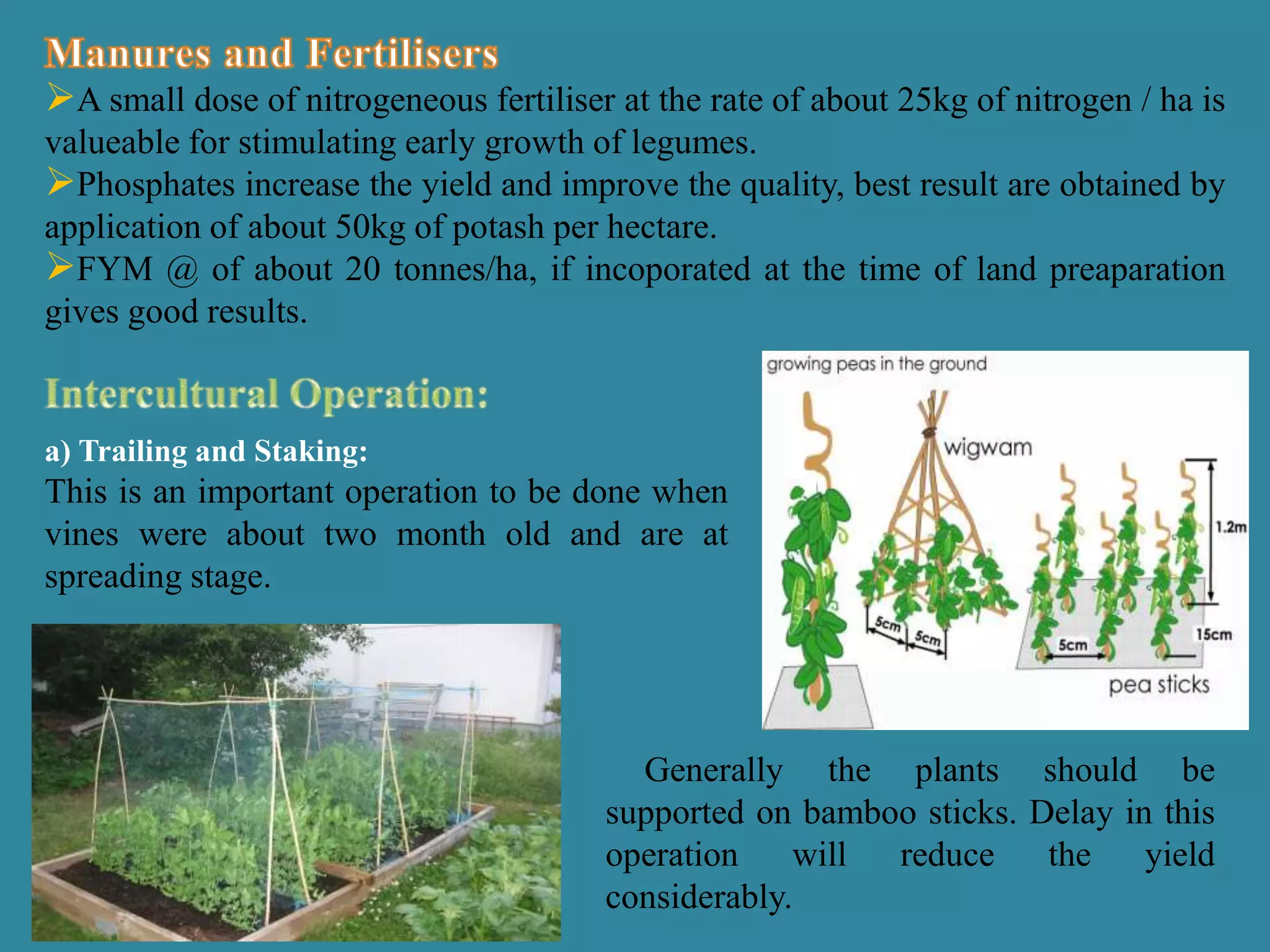 Cultivation of Pea | PPTX