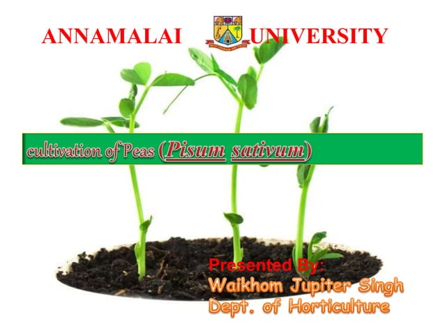 Cultivation of Pea | PPTX | Vegetarian Diets | Food & Drink