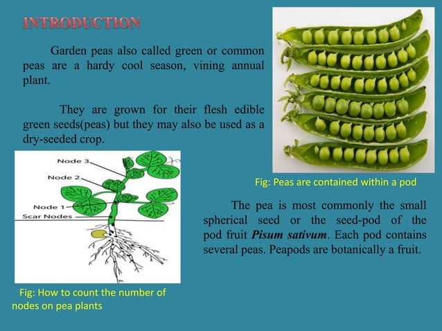 Cultivation of Pea | PPTX | Vegetarian Diets | Food & Drink