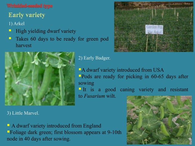 Cultivation of Pea | PPTX | Vegetarian Diets | Food & Drink