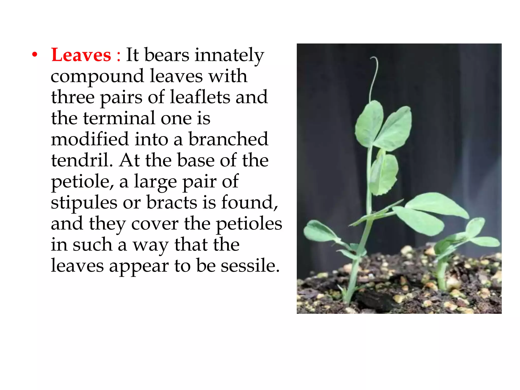 Pea cultivation presentation | PPTX