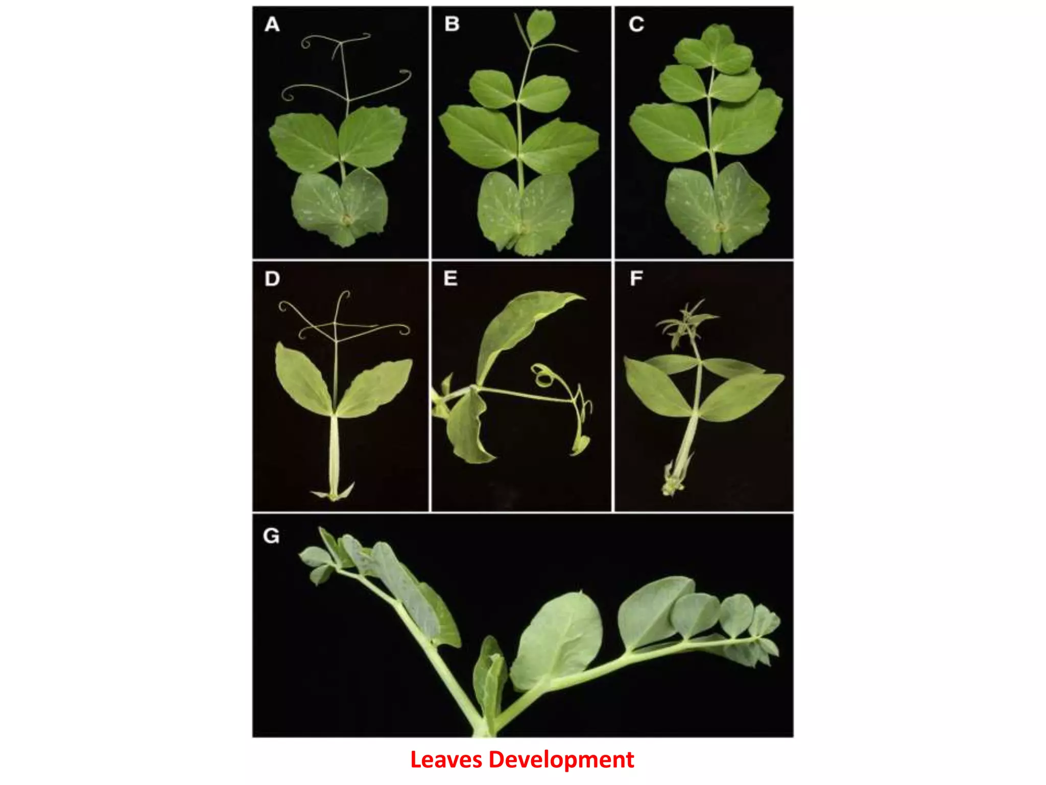 Pea cultivation presentation | PPTX