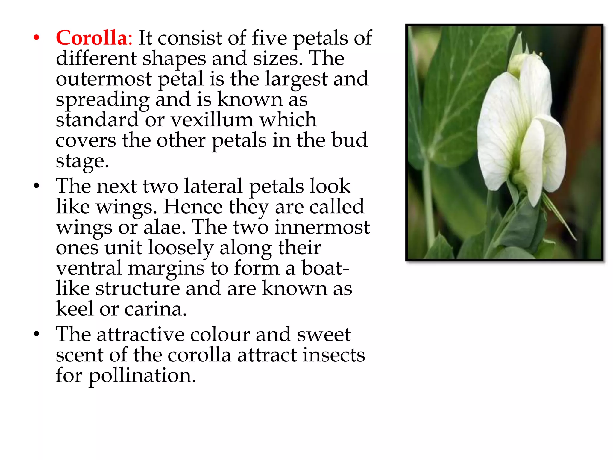 Pea cultivation presentation | PPTX