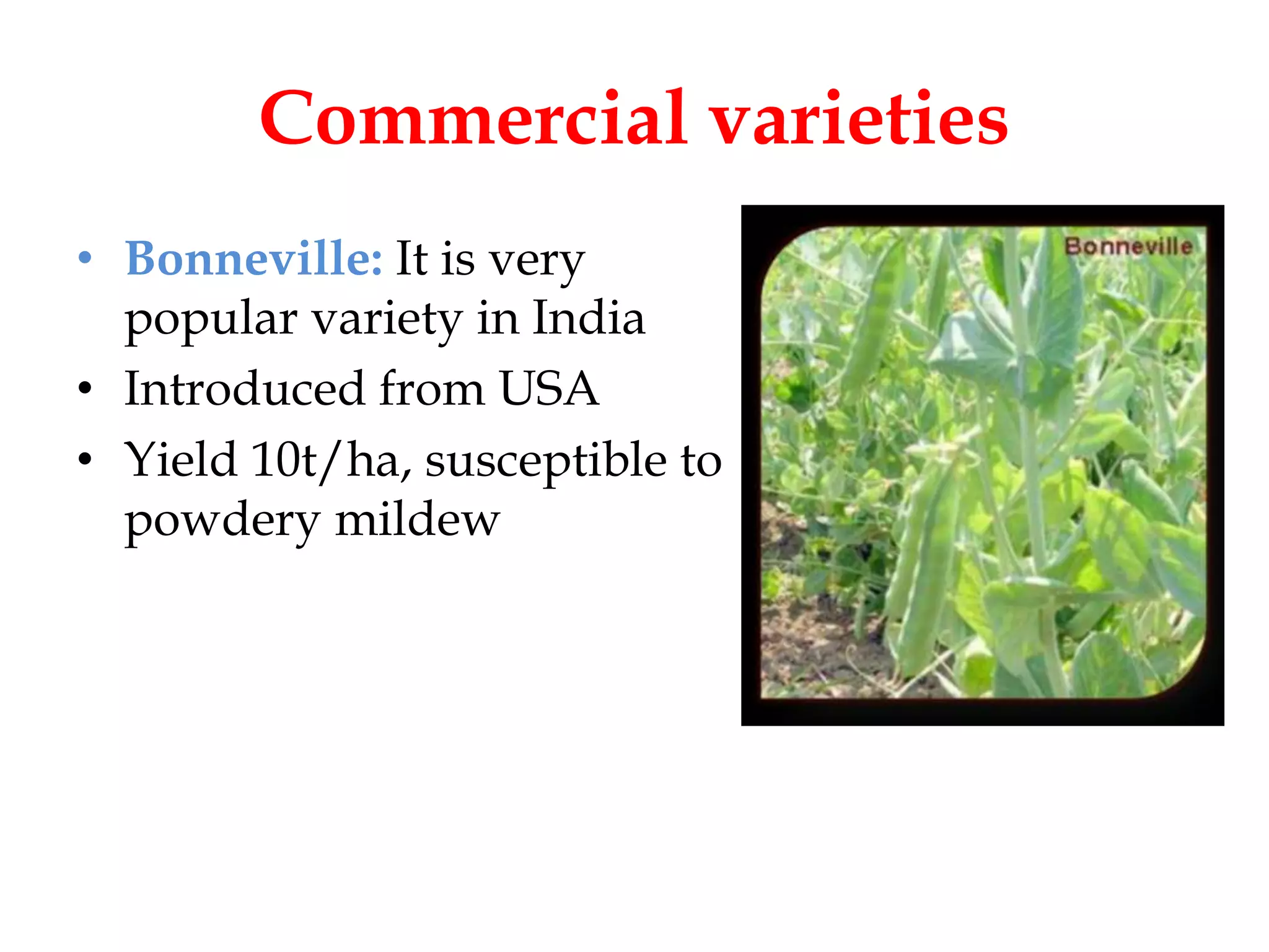 Pea cultivation presentation | PPTX