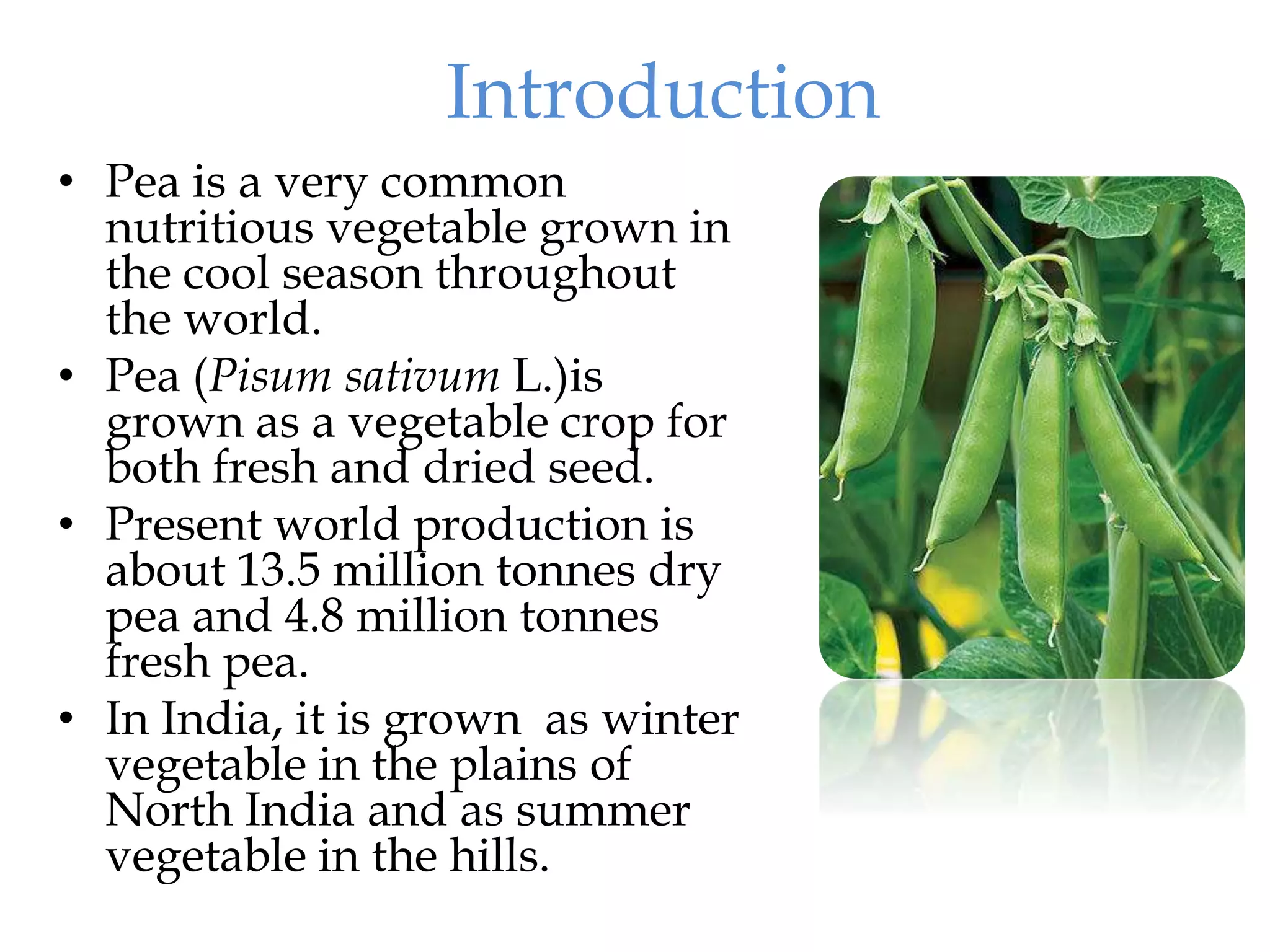 Pea cultivation presentation | PPTX