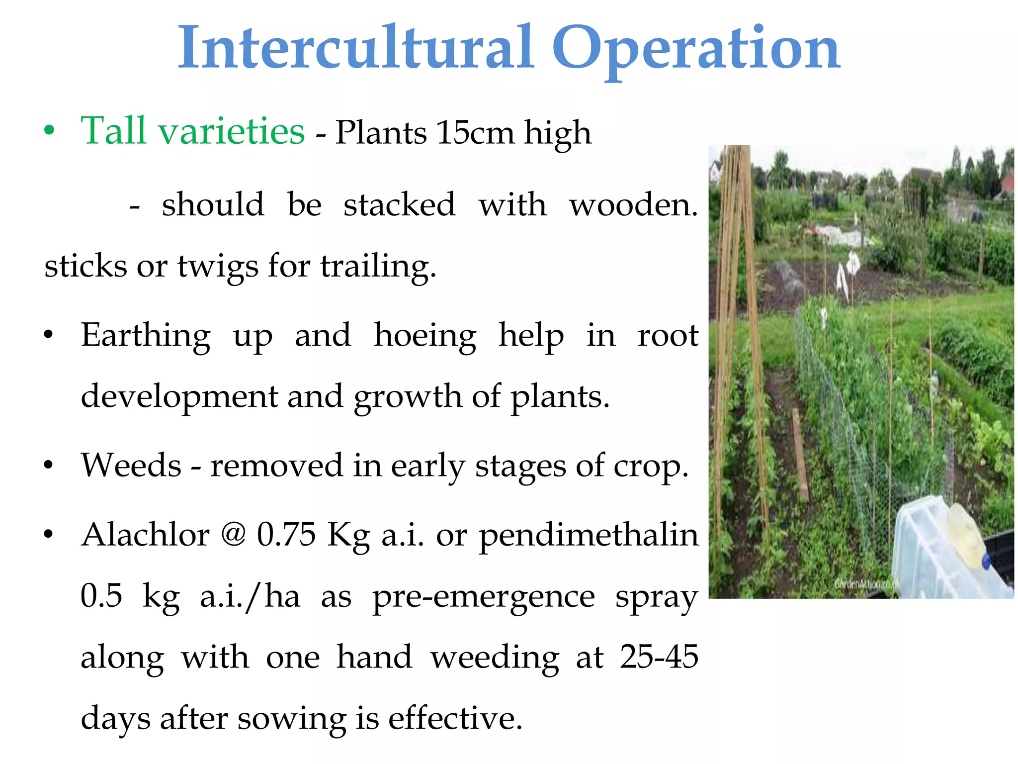 Pea cultivation presentation | PPTX | Gardening | Home & Garden