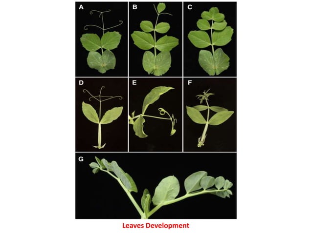 Pea cultivation presentation | PPTX | Gardening | Home & Garden