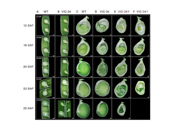 Pea cultivation presentation | PPTX | Gardening | Home & Garden