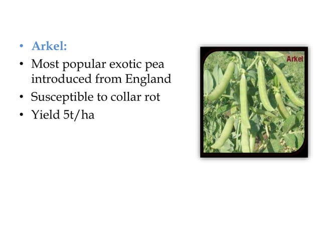 Pea cultivation presentation | PPTX | Gardening | Home & Garden