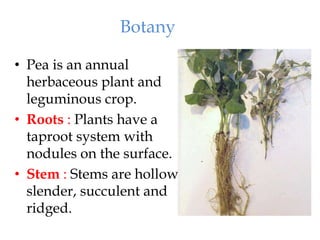 Pea cultivation presentation | PPTX