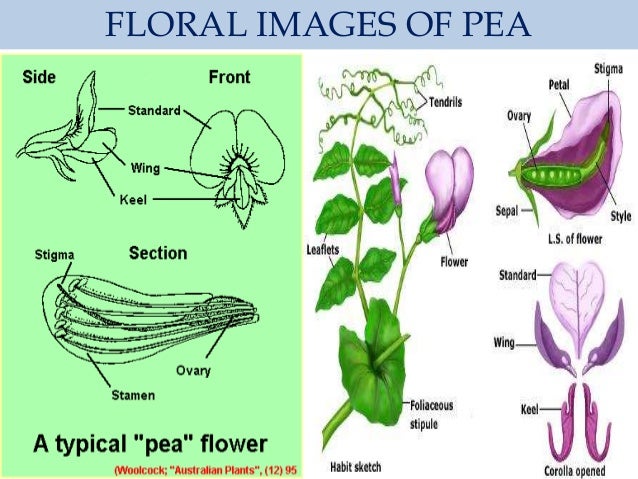Pea cultivation presentation