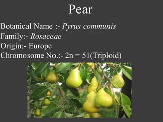 Cultivation of Pear | PPTX