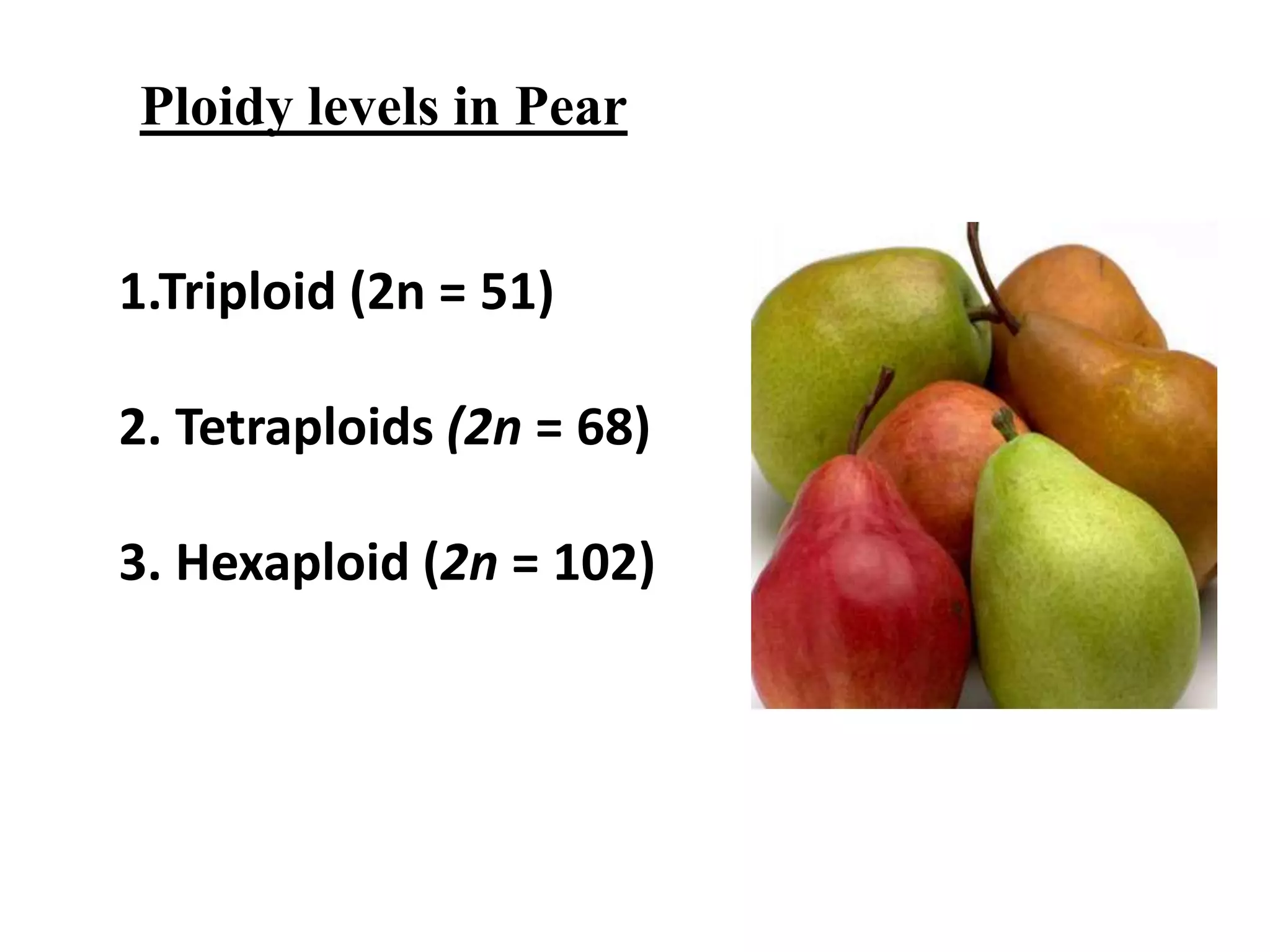 Pear | PPTX