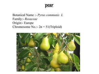 Pear | PPTX