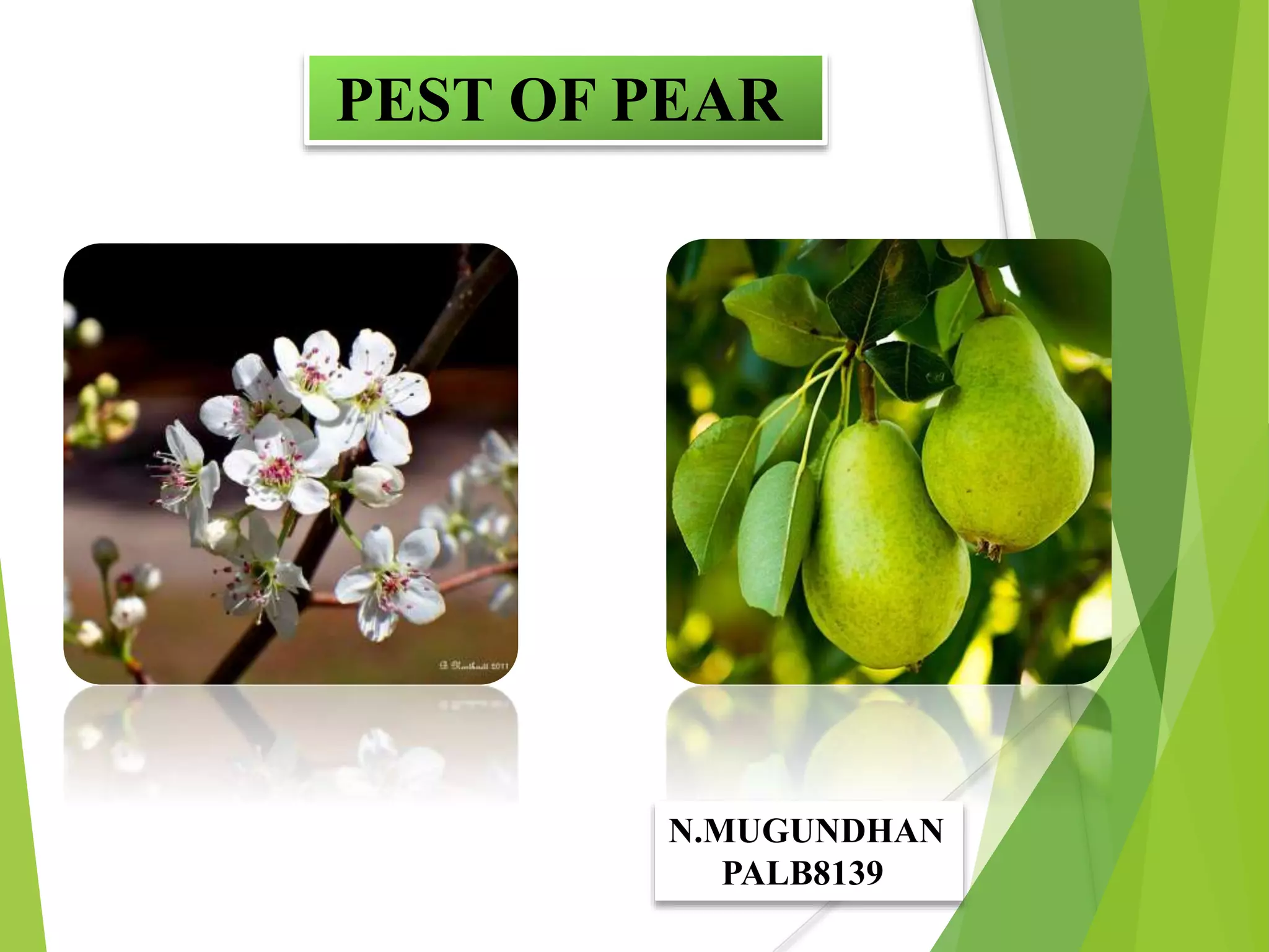 Pest of Pear | PPTX