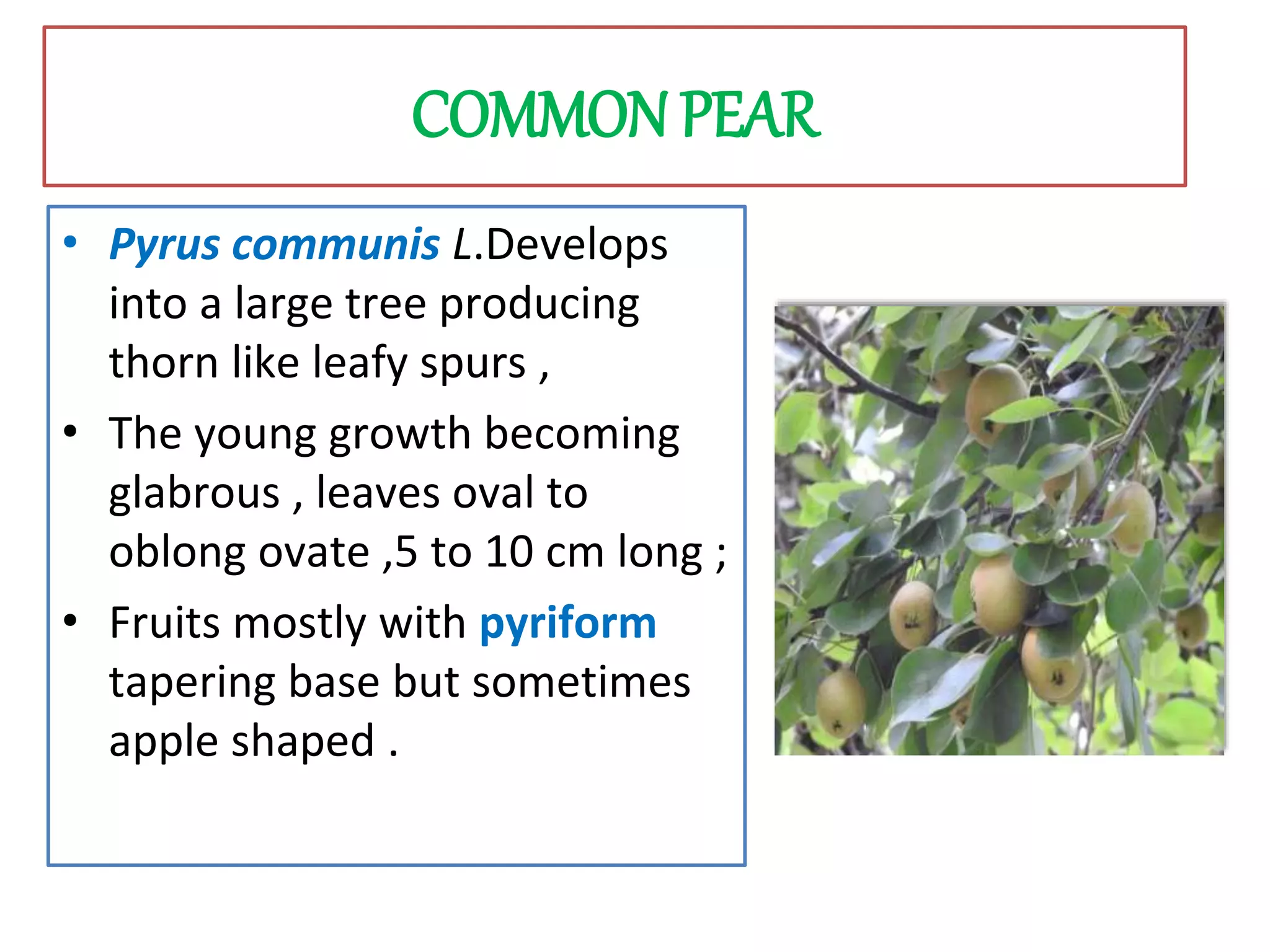 DESCRIPTION AND IDENTIFICATION OF VARIETIES IN PEAR | PPTX