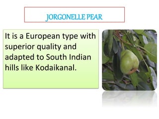 DESCRIPTION AND IDENTIFICATION OF VARIETIES IN PEAR | PPTX