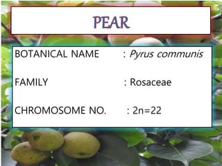 DESCRIPTION AND IDENTIFICATION OF VARIETIES IN PEAR | PPTX