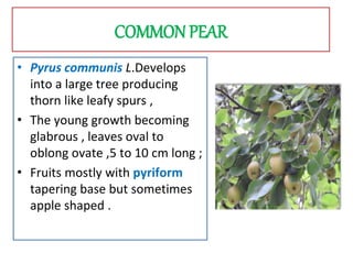 DESCRIPTION AND IDENTIFICATION OF VARIETIES IN PEAR | PPTX