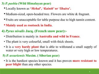Pear and jackfruit breeding | PPTX