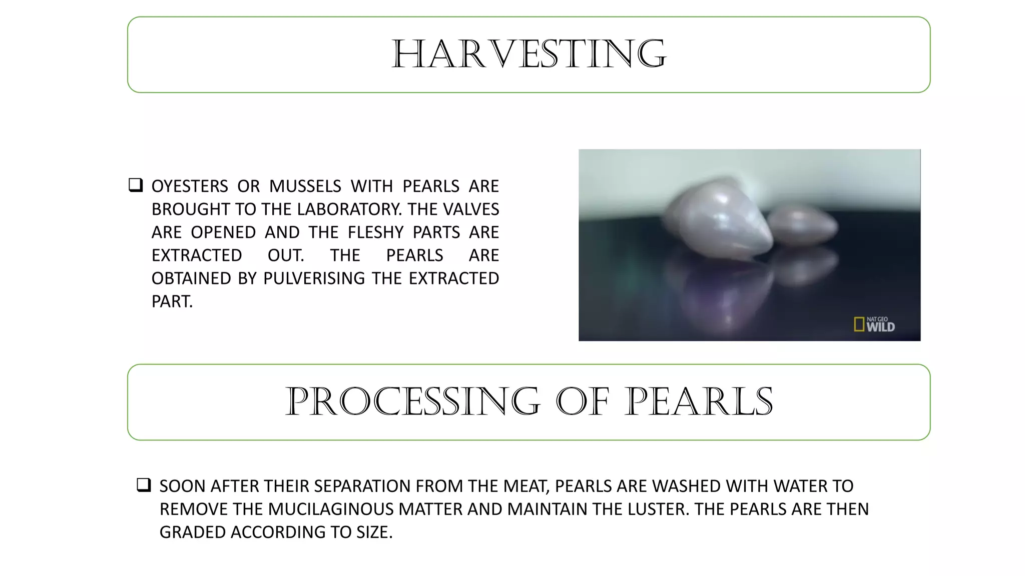 Pearl Formation | PDF | Geology | Science