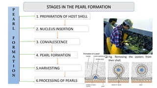 Pearl Formation | PDF