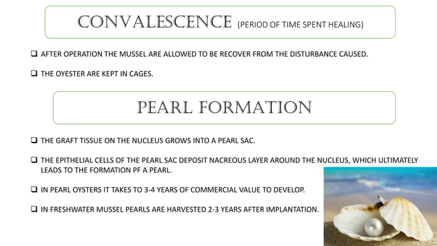 Pearl Formation | PDF | Geology | Science