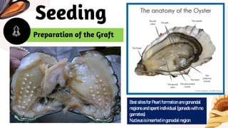 Pearl Culture | PPTX