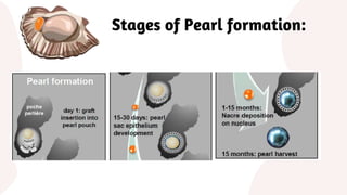 Pearl Culture | PPTX