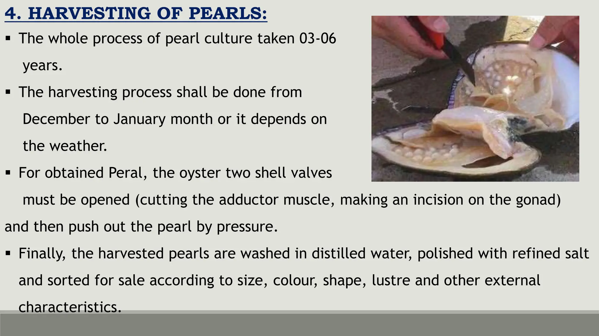 Pearl Culture by Kajal Maurya M.Sc. I Year.pptx