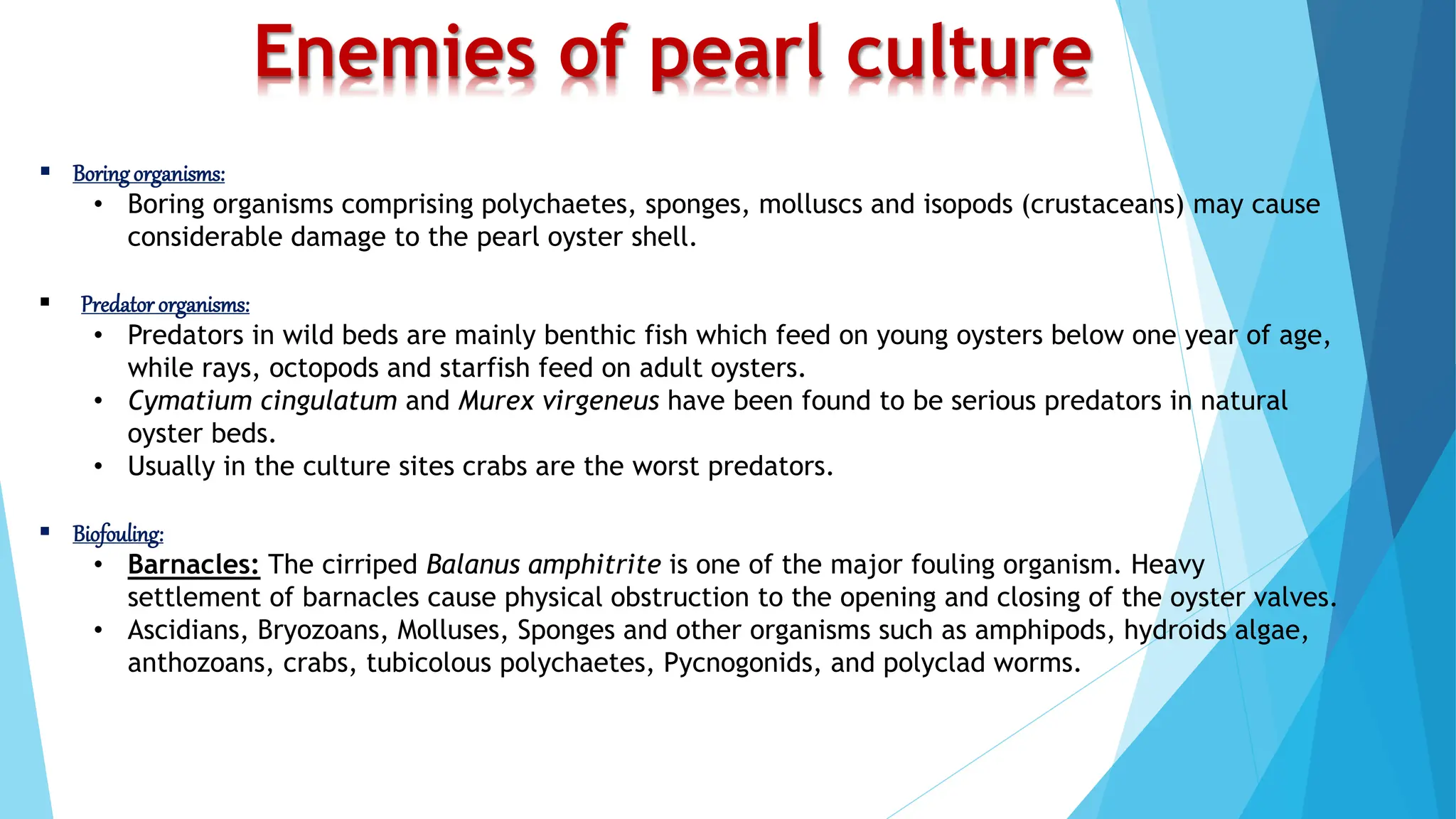 Pearl Culture by Kajal Maurya M.Sc. I Year.pptx