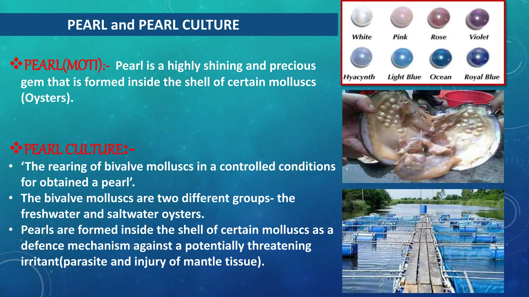 Pearl Culture by Kajal Maurya M.Sc. I Year.pptx