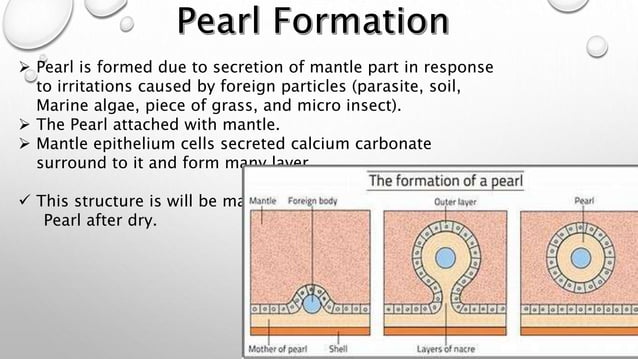 Pearl Culture by Kajal Maurya M.Sc. I Year.pptx | Geology | Science
