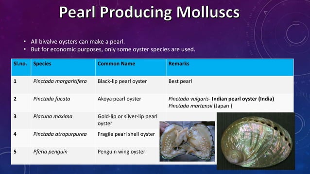 Pearl Culture by Kajal Maurya M.Sc. I Year.pptx | Geology | Science