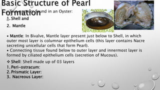 Pearl Culture by Kajal Maurya M.Sc. I Year.pptx