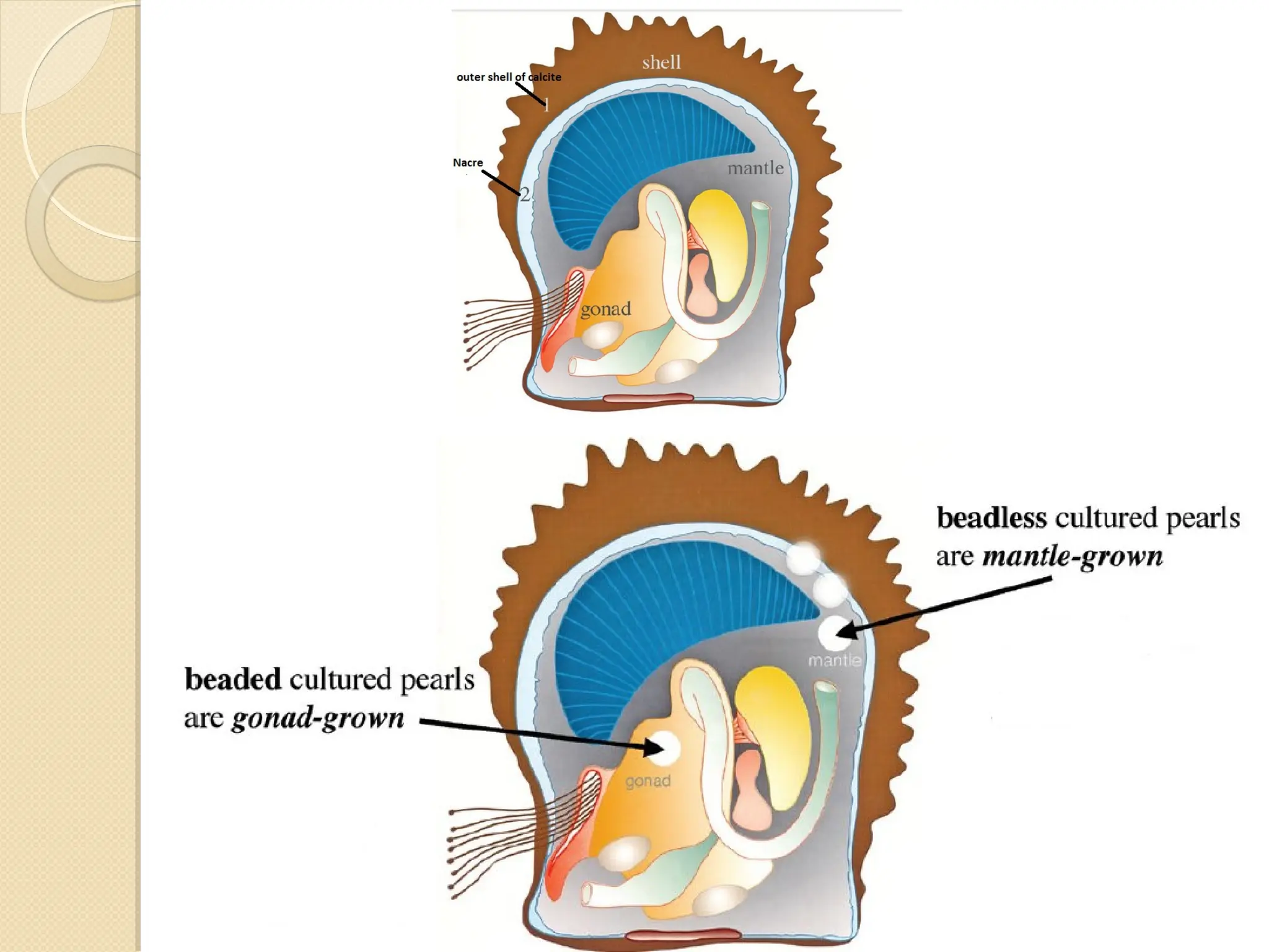 Pearl formation in mollusca for BSc I students | PPT