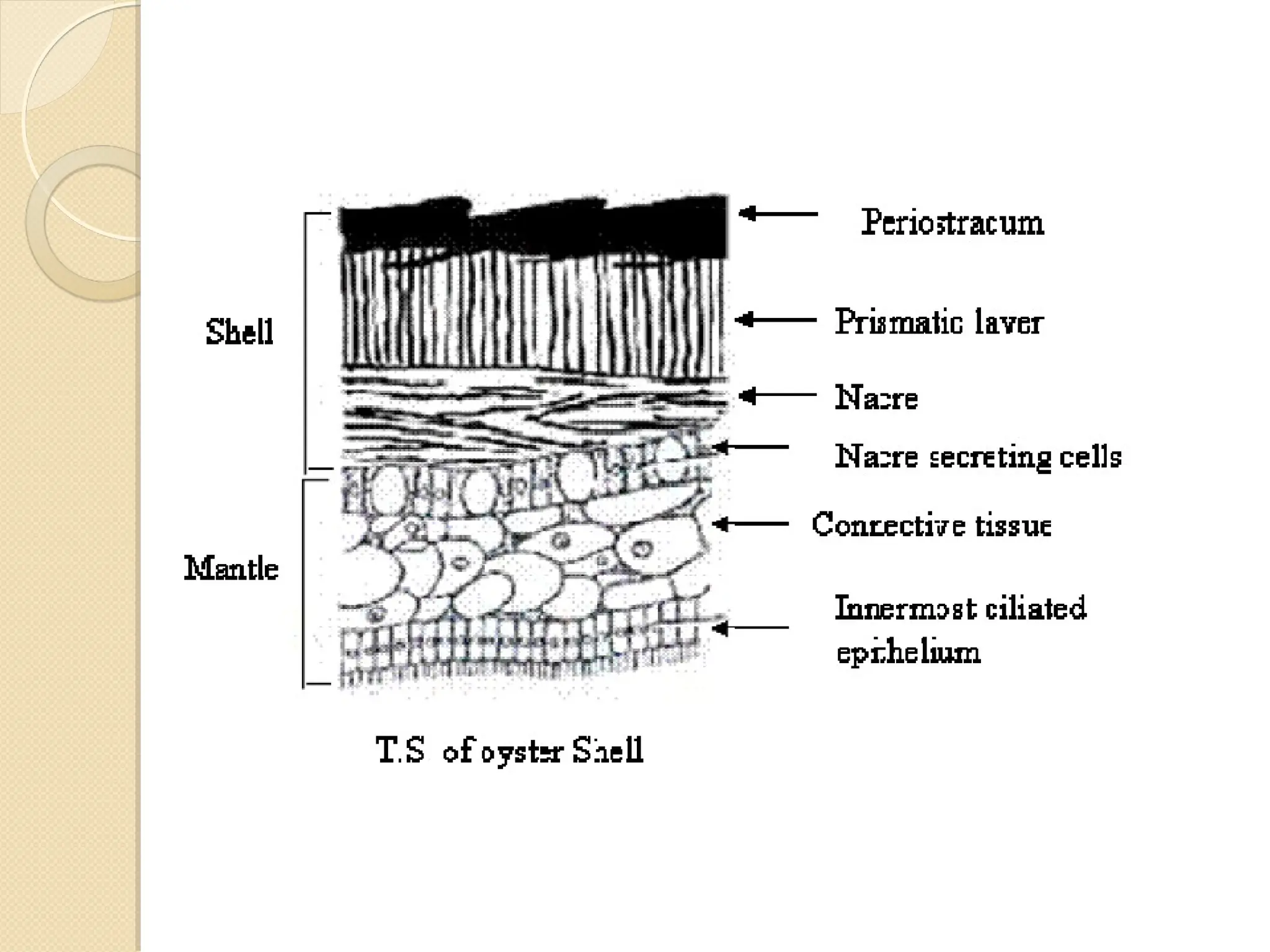 Pearl formation in mollusca for BSc I students | PPT