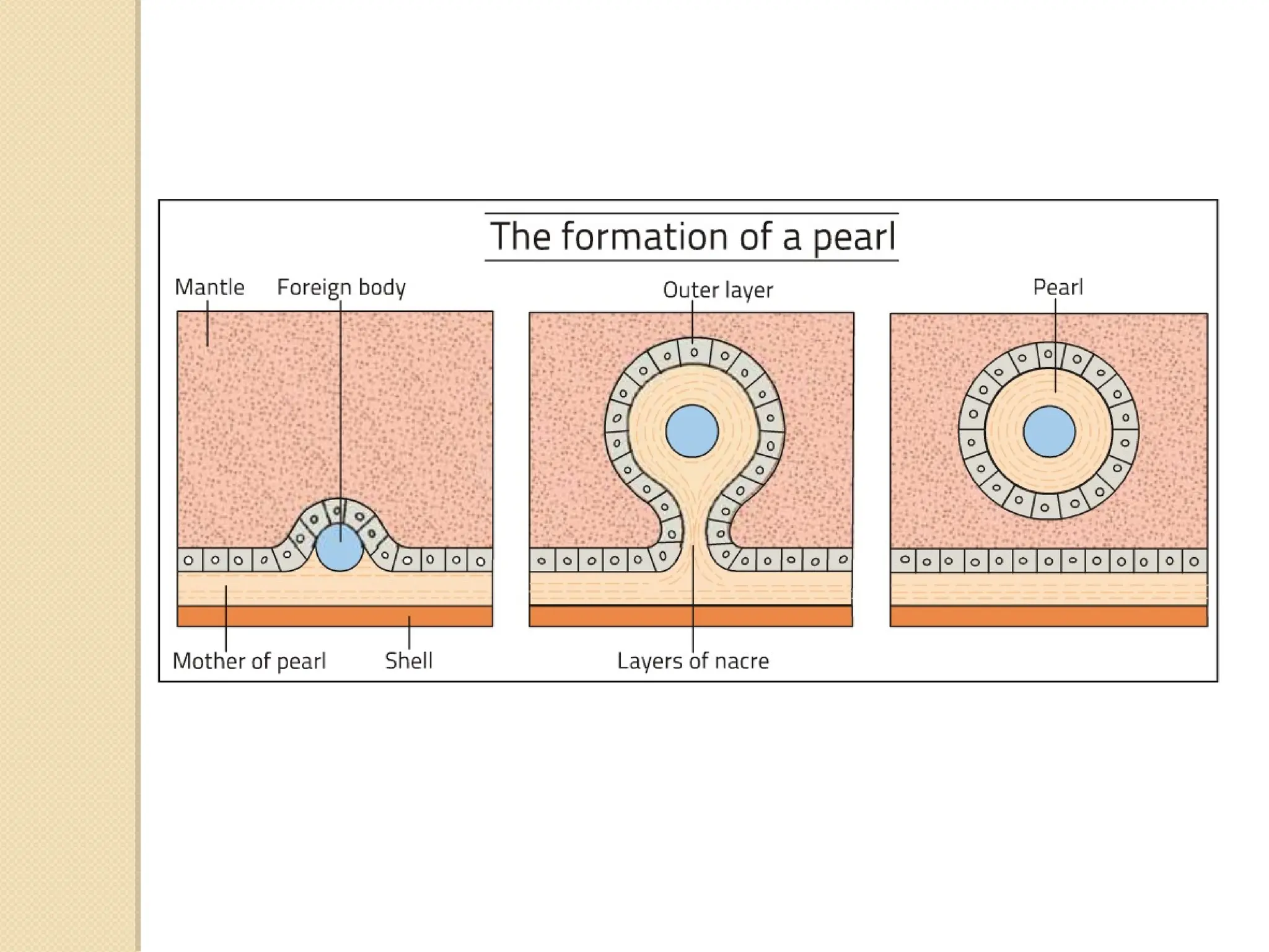 Pearl formation in mollusca for BSc I students | PPT