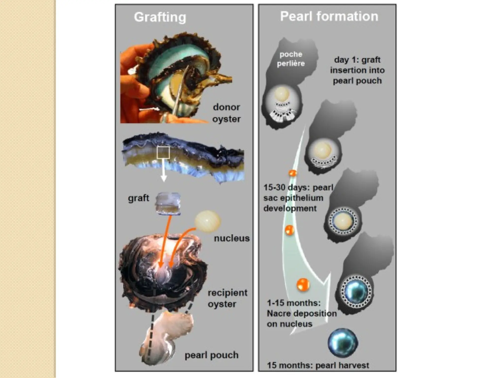 Pearl formation in mollusca for BSc I students | PPT