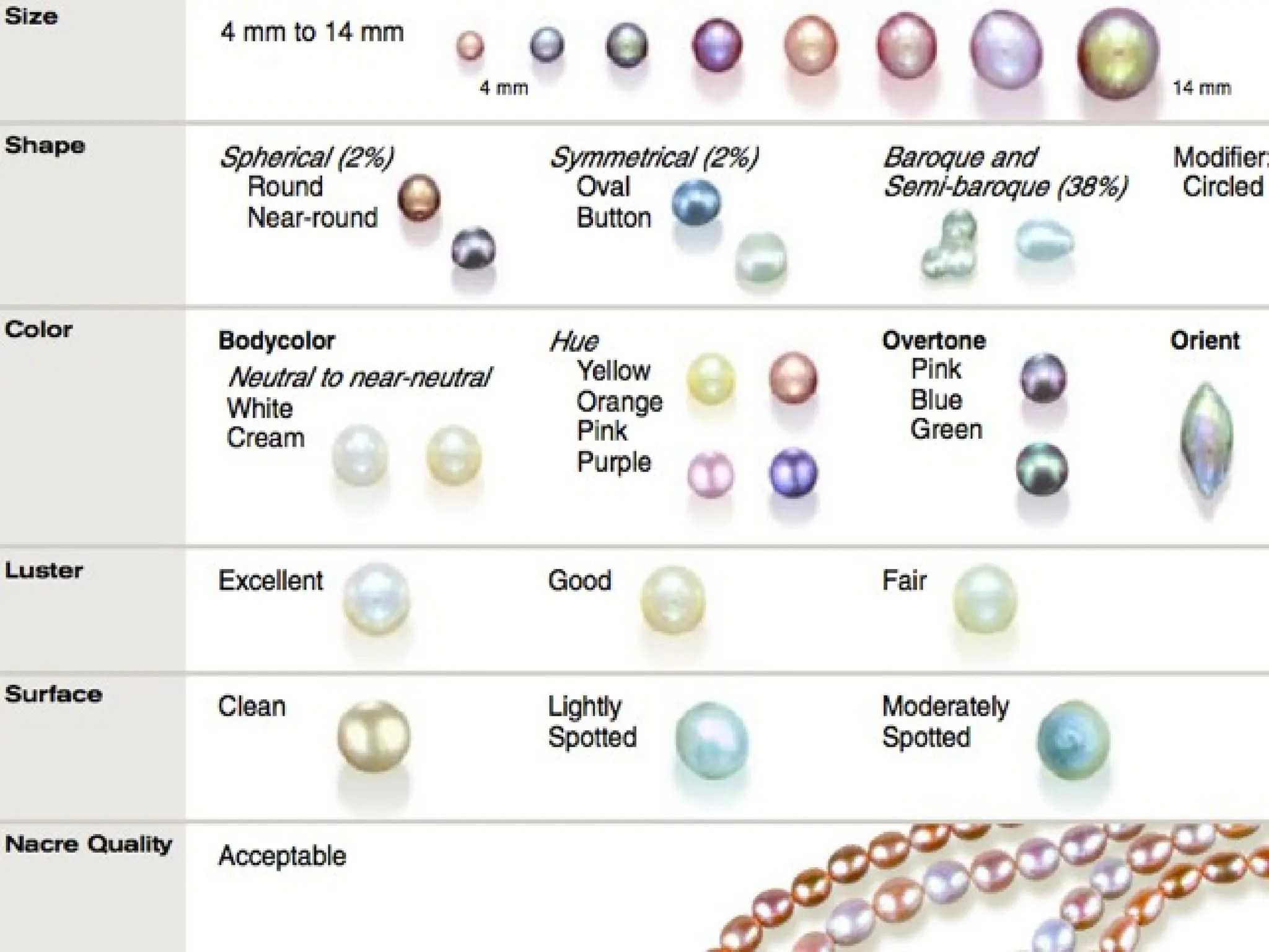 Pearl formation in mollusca for BSc I students | PPT