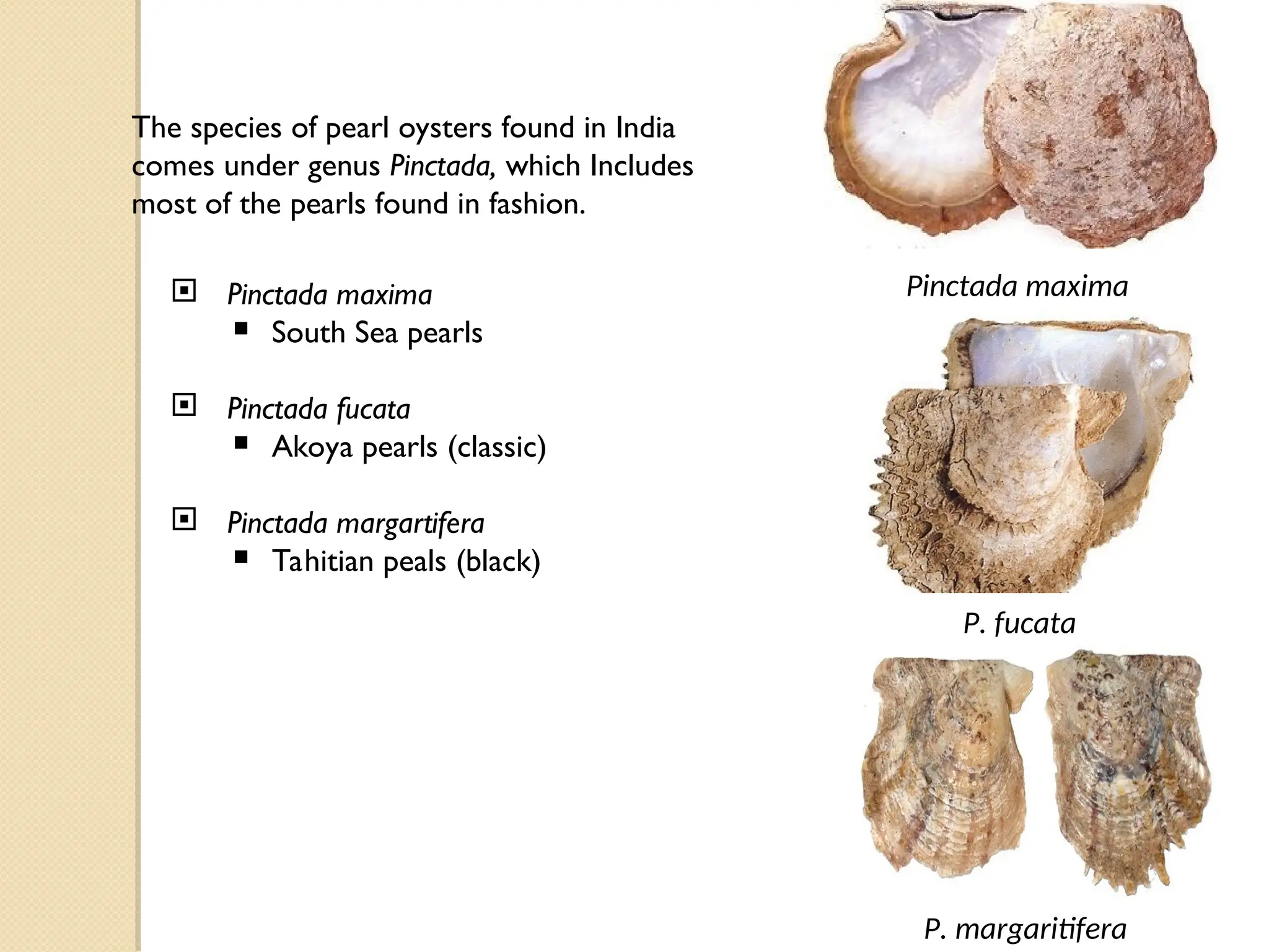 Pearl formation in mollusca for BSc I students | PPT
