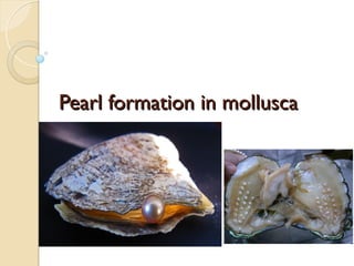 Pearl formation in mollusca for BSc I students | PPT