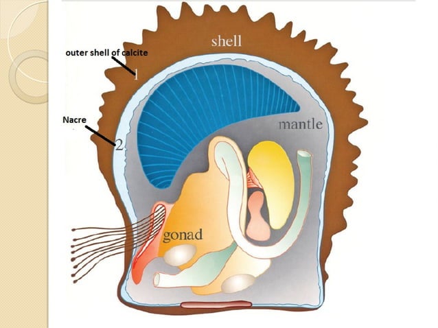 Pearl formation in mollusca for BSc I students | PPT