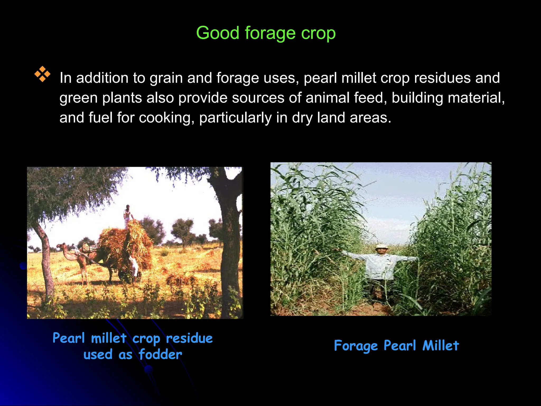 pearlmilleT CROP FOR HIGHER PRODUCTIVITY.ppt