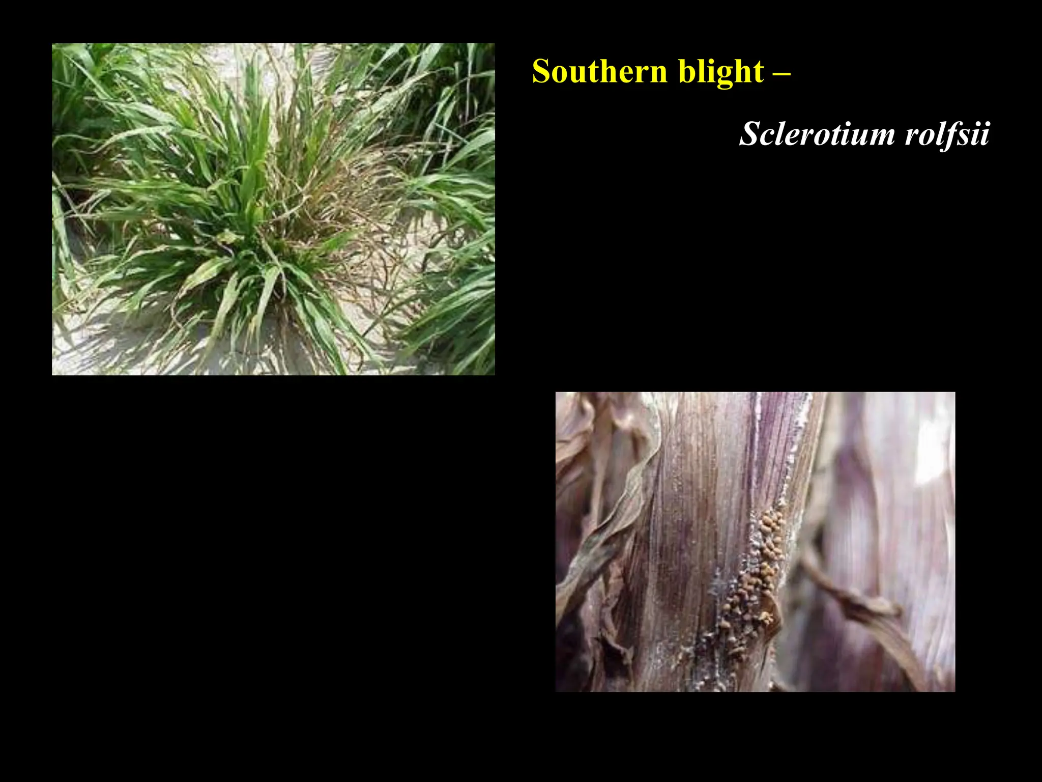 Pearlmillet -blast and finger millet.ppt