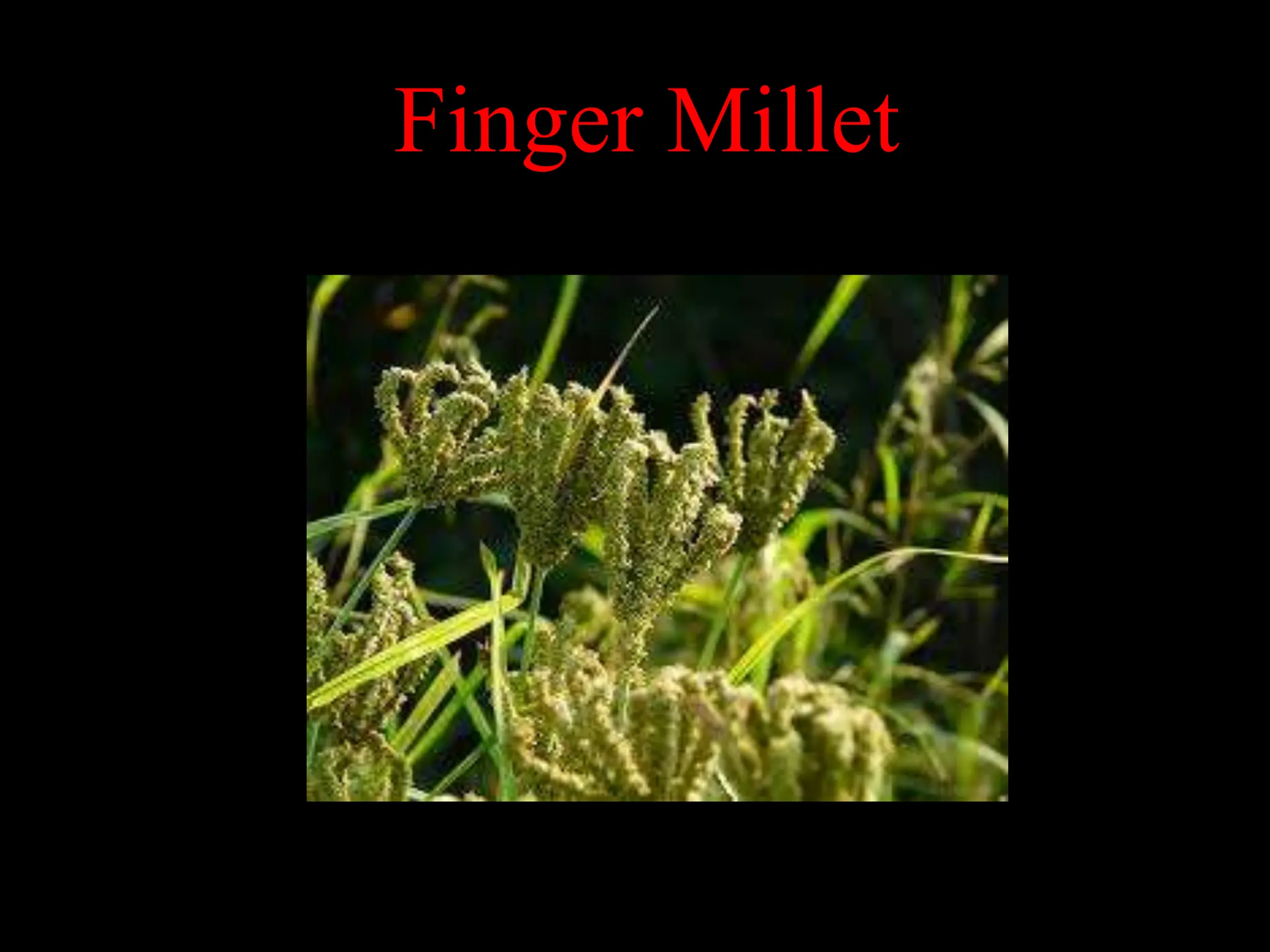 Pearlmillet -blast and finger millet.ppt