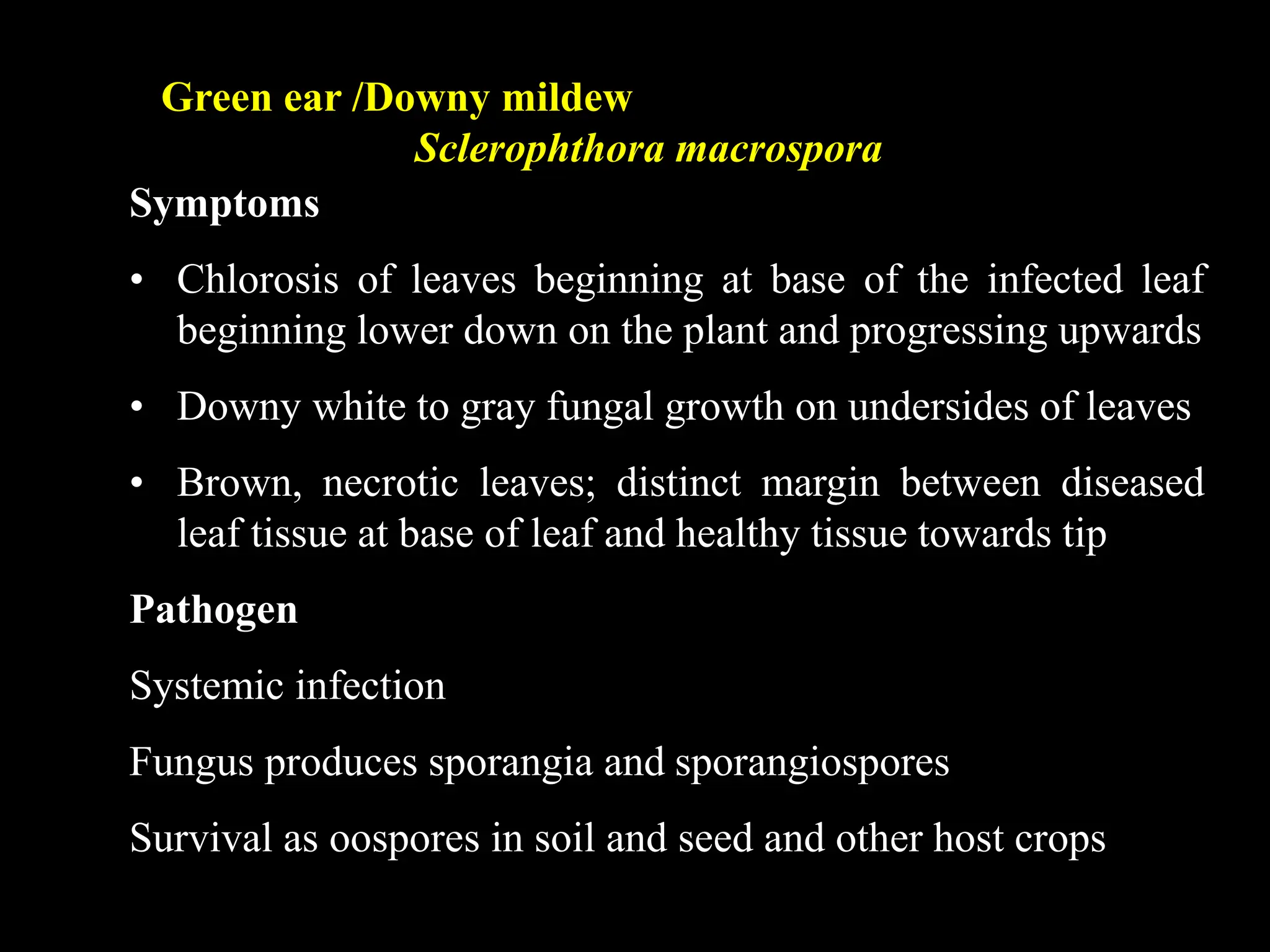 Pearlmillet -blast and finger millet.ppt